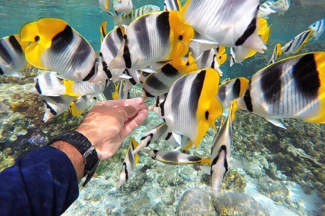 Authentic Polynesian Experience - Who Will Love This Tour?