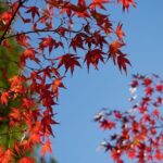 Autumn Leaves Private Tour in Nagoya - In-Depth Look at the Itinerary