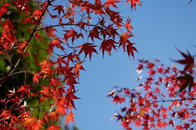 Autumn Leaves Private Tour in Nagoya - In-Depth Look at the Itinerary