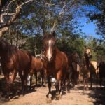 Award-winning Classic Horseback Ride (max. 6 riders) - An In-Depth Look at the Horseback Ride