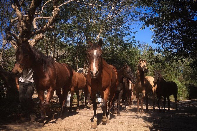 Award-winning Classic Horseback Ride (max. 6 riders) - An In-Depth Look at the Horseback Ride
