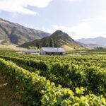 Award Winning Premium Wine Tour Queenstown Tasting at 4 Wineries - What Makes This Tour Stand Out?