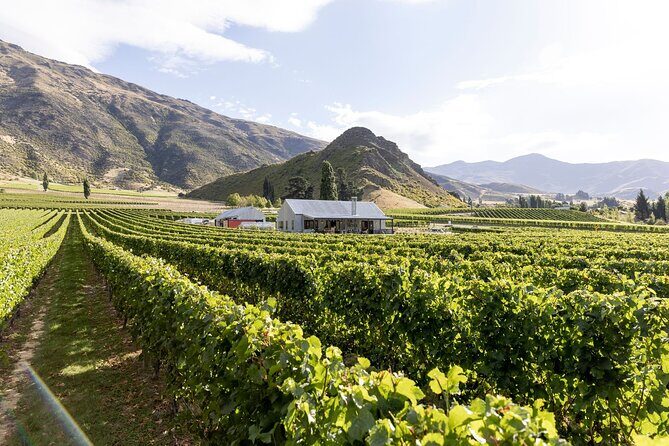 Award Winning Premium Wine Tour Queenstown Tasting at 4 Wineries - What Makes This Tour Stand Out?