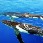 Awesome Sydney Lunch Cruise with Whale Watching Activity Tour - Analyzing the Value
