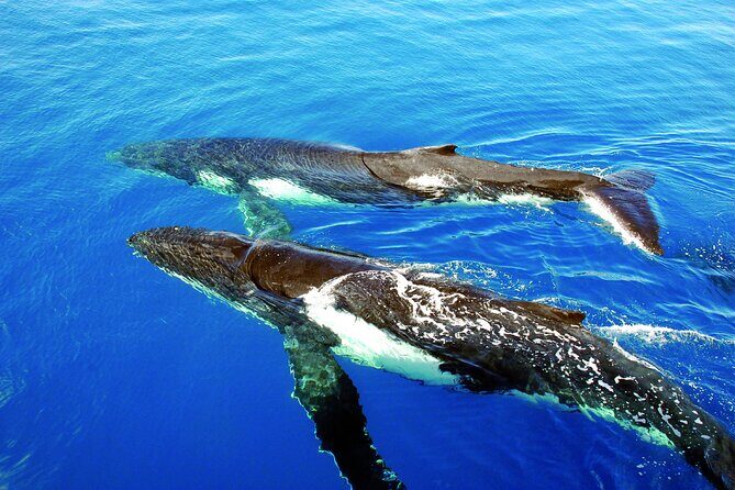Awesome Sydney Lunch Cruise with Whale Watching Activity Tour - Analyzing the Value