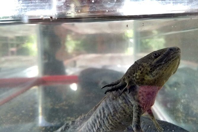 Axolotl Tour from CDMX - Authentic Experiences and Highlights