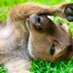Baby Animals, Boomerangs and BBQ Lunch - Transport and Group Dynamics