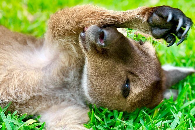 Baby Animals, Boomerangs and BBQ Lunch - Transport and Group Dynamics