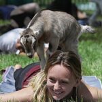 Baby Goat Cuddling and Wine Tour - Who Should Consider This Tour?