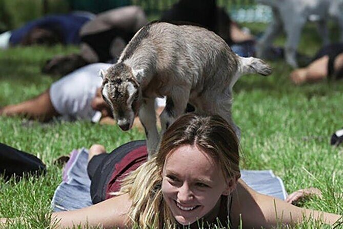 Baby Goat Cuddling and Wine Tour - Who Should Consider This Tour?