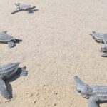 Baby Sea Turtle Releasing Sightseeing Tour with Luis de la Maza - An In-Depth Look at the Tour