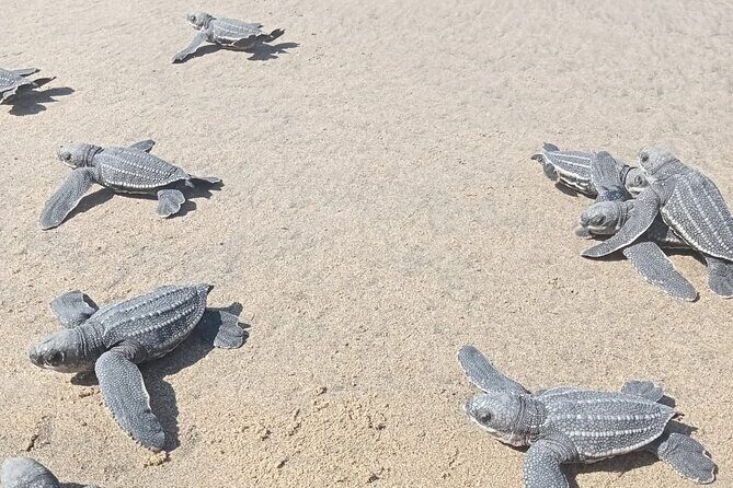 Baby Sea Turtle Releasing Sightseeing Tour with Luis de la Maza - An In-Depth Look at the Tour