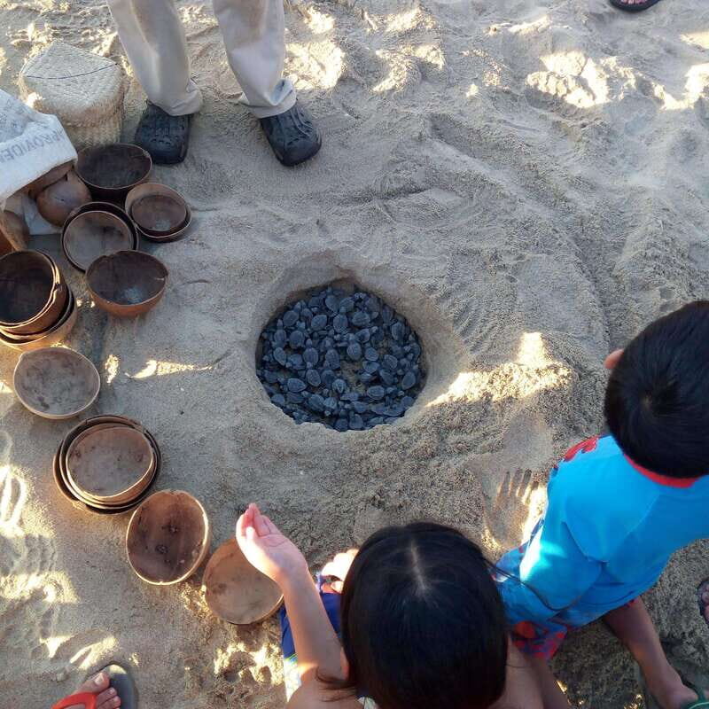 Baby Sea turtles release in Puerto Escondido - The Itinerary: What to Expect