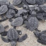 Baby Turtle Release - In-Depth Look at the Itinerary