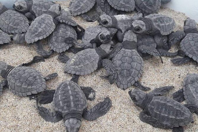 Baby Turtle Release - In-Depth Look at the Itinerary