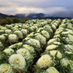 Baguio Atok Flower Blossoms (Private Tour) - An In-Depth Look at the Tour Experience