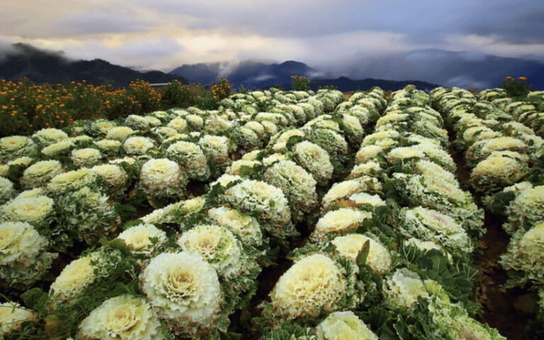 Baguio Atok Flower Blossoms (Private Tour) - An In-Depth Look at the Tour Experience