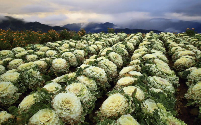 Baguio Atok Flower Blossoms (Private Tour) - An In-Depth Look at the Tour Experience