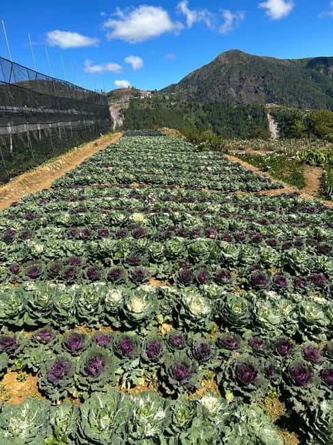 BAGUIO: Culture and Heritage Tour 2D1N - Day 2: Scenic Tour of Atok Gardens