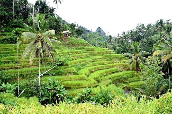 Bali ATV Ride Adventure and Kintamani Mt. Batur Volcano View - Why the Tour Works Well