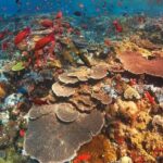 bali best destination - Special packed trip to nusa penida - Why It’s a Good Deal: Value and Convenience