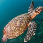 Bali Diving for Beginners: Tulamben Liberty Wreck - What to Expect on the Day