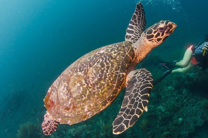 Bali Diving for Beginners: Tulamben Liberty Wreck - What to Expect on the Day