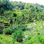 Bali Full Day Tour - What to Expect During Your Day