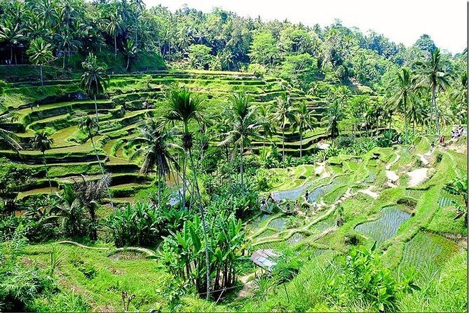 Bali Full Day Tour - What to Expect During Your Day