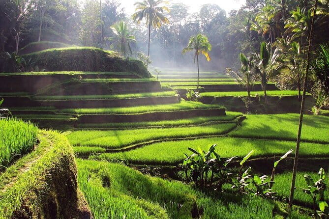 Bali Full-Day Tours : Waterfall and Ubud Destination Trip - A Detailed Breakdown of the Itinerary