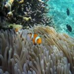 Bali Snorkeling at Blue Lagoon include private transport - What to Expect During the Snorkeling Experience