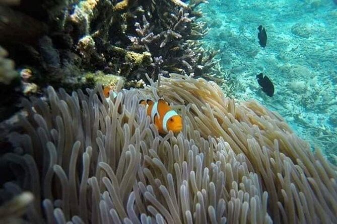 Bali Snorkeling at Blue Lagoon include private transport - What to Expect During the Snorkeling Experience