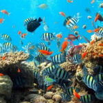Bali Snorkeling at Blue Lagoon with Private Transfer - Who Is This Tour Best For?