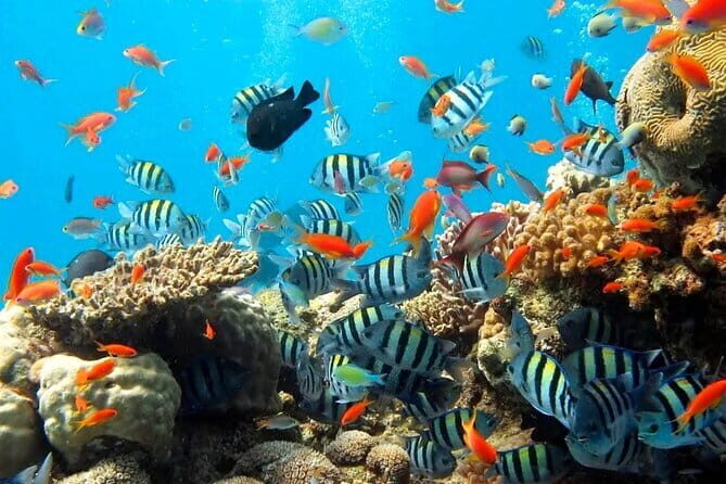 Bali Snorkeling at Blue Lagoon with Private Transfer - Who Is This Tour Best For?