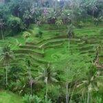 Bali Swing Activities and Kintamani Ubud Tour Packages - The Itinerary Breakdown: What to Expect at Each Stop