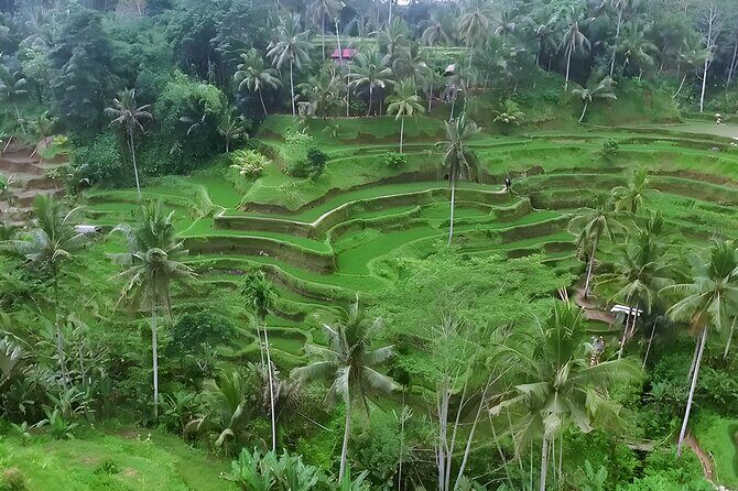 Bali Swing Activities and Kintamani Ubud Tour Packages - The Itinerary Breakdown: What to Expect at Each Stop