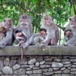 Bali Tour Driver - FAQs