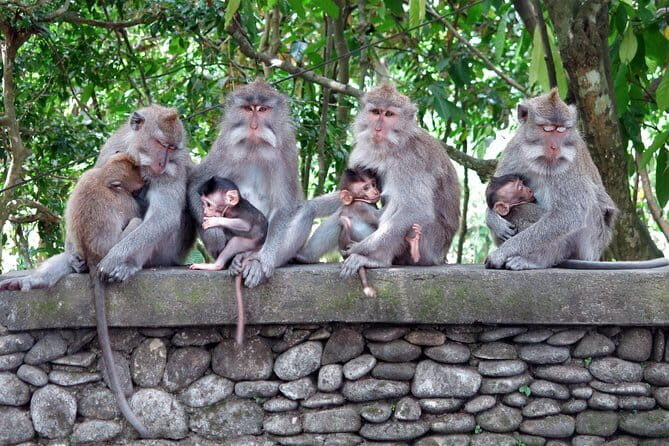 Bali Tour Driver - FAQs