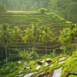 Bali Tribal Private Tour - Experience the best of Ubud, Bali - Comfort, Value, and Flexibility