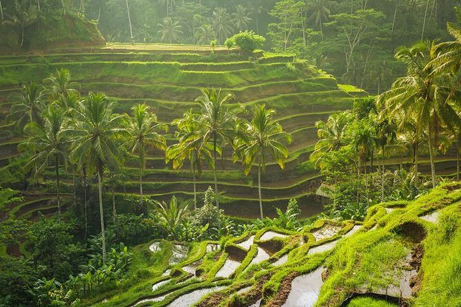 Bali Tribal Private Tour - Experience the best of Ubud, Bali - Comfort, Value, and Flexibility
