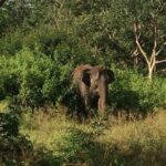 Bandipur wildlife and Mysore experience in 2 days from Bangalore - Day 2 – From Jungle to Palace: Cultural Gems of Mysore