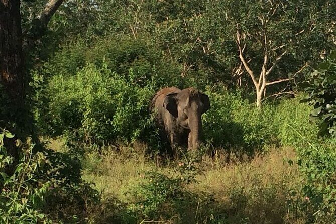 Bandipur wildlife and Mysore experience in 2 days from Bangalore - Day 2 – From Jungle to Palace: Cultural Gems of Mysore