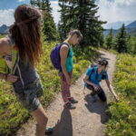 Banff: Edible and Medicinal Plants Nature Walk - What You Can Expect from the Tour
