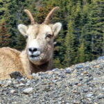 Banff: Evening Wildlife Safari Guided Tour - The Experience in Detail: A Closer Look
