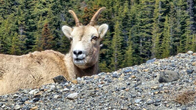 Banff: Evening Wildlife Safari Guided Tour - The Experience in Detail: A Closer Look