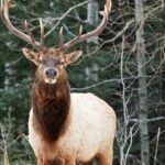 Banff LOST TOWNS and Untold Stories! 2hr Walk + Transportation - A Detailed Look at the Tour Experience