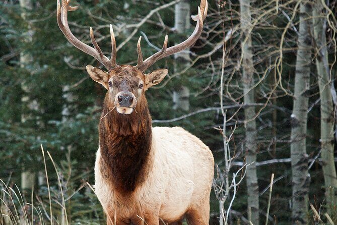 Banff LOST TOWNS and Untold Stories! 2hr Walk + Transportation - A Detailed Look at the Tour Experience