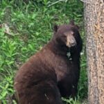 Banff Mountain Adventure with Hiking and Canoeing Options - Practical Details and What They Mean for You