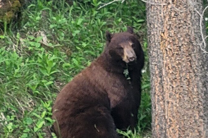 Banff Mountain Adventure with Hiking and Canoeing Options - Practical Details and What They Mean for You