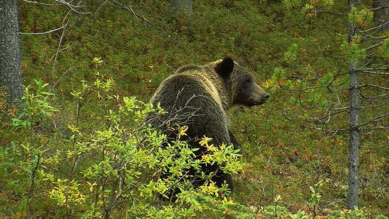 Banff National Park PRIVATE SAFARI and Nature Walk - 3.5H - Introduction: Why This Tour Might Be Your Best Choice
